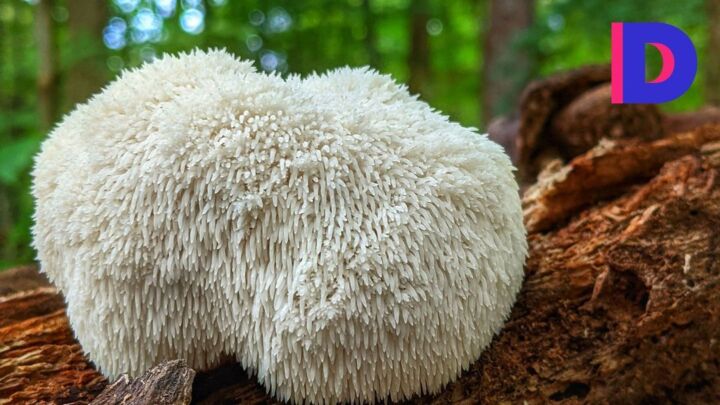 Champignons "adaptogènes" : cordyceps, reishi, lion’s mane, chaga… quels sont leurs réels ...